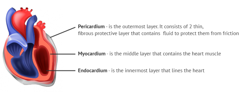 Basics of the Heart - Elite Cardiovascular Group